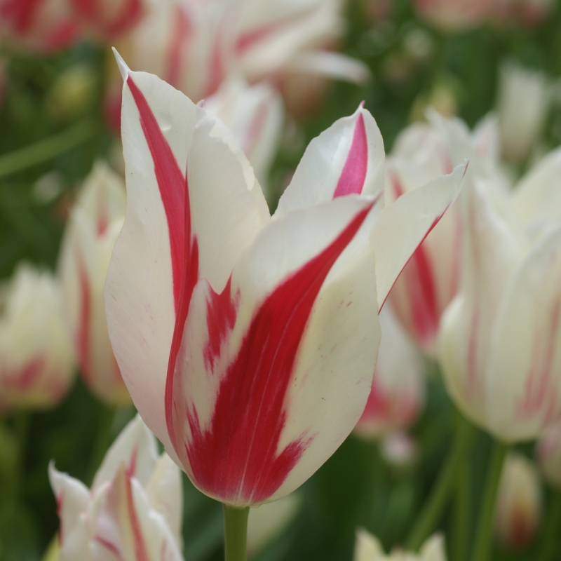 Tulipa 'Marilyn'