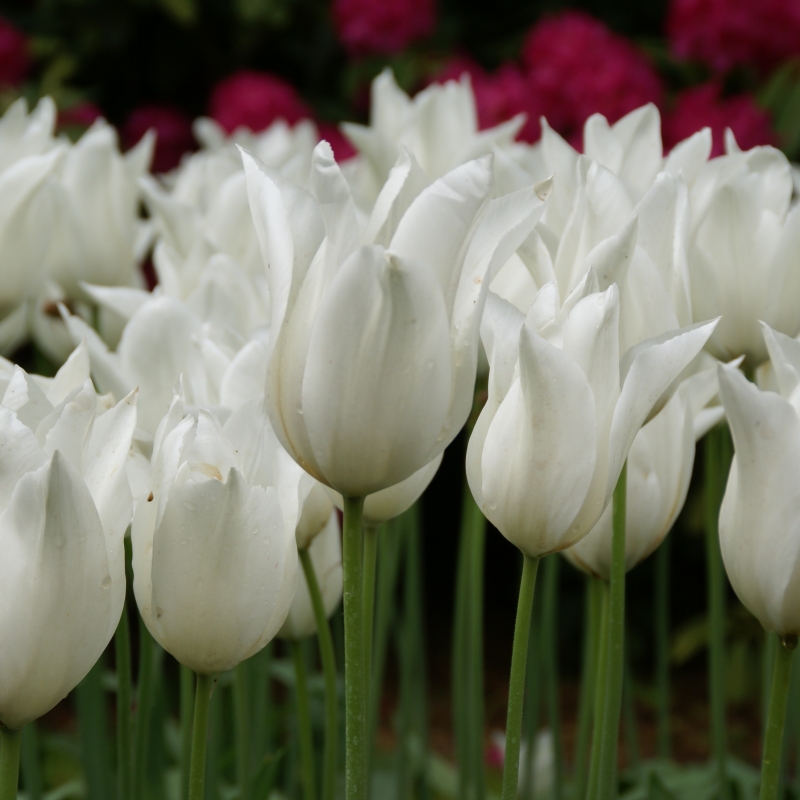 Tulipa 'White Triumphator'