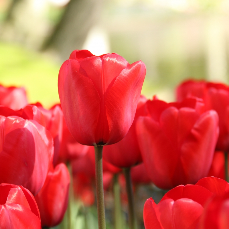 Tulipa 'Red Impression'