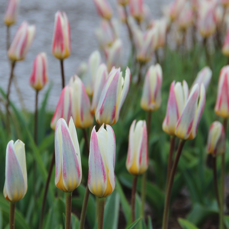 Tulipa 'Ice Stick'