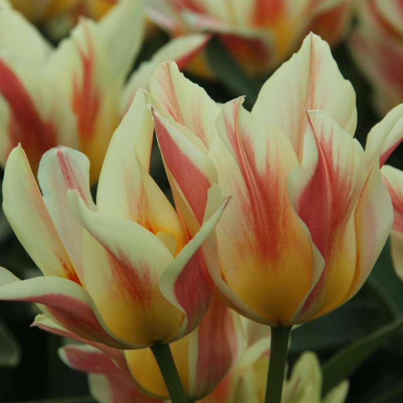 Tulipa 'Quebec'