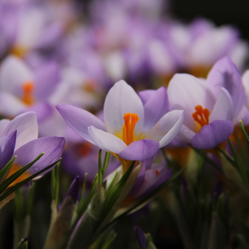 Crocus sieberi 'Firefly'