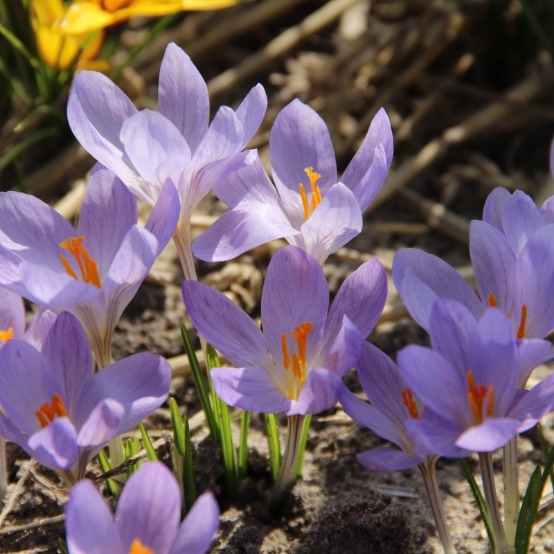 Crocus etruscus 'Zwanenburg'