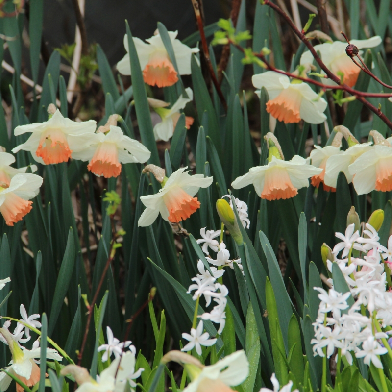 Narcissus 'Pink Charm'