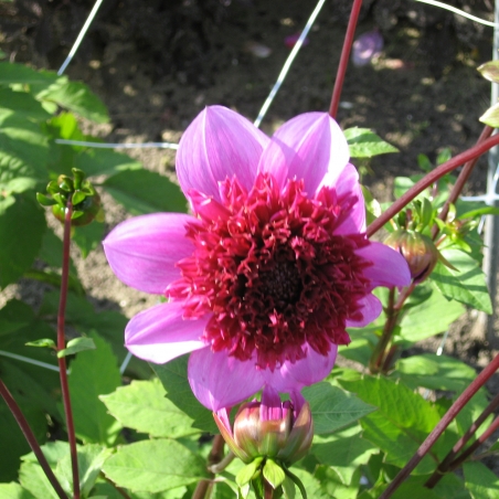 Dahlia 'Blue Bayou'