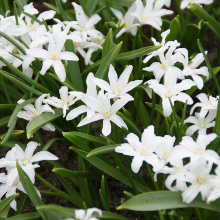 Chionodoxa luciliae 'Alba'