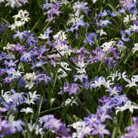 Chionodoxa luciliae mix