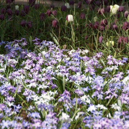 Chionodoxa luciliae mix