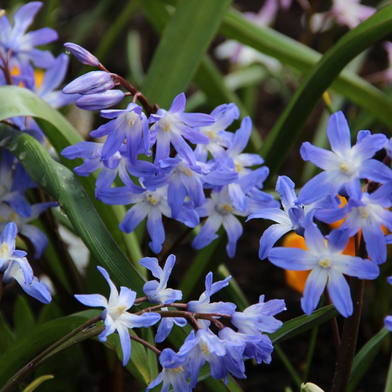 Chionodoxa forbesii 'Blue Giant'