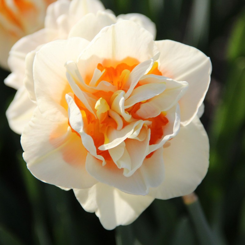 Narcissus 'Flower Parade'