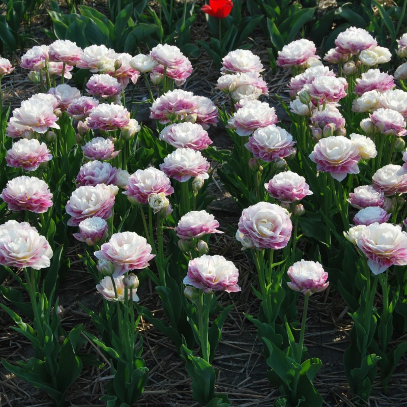 Tulipa 'Double Surprise'