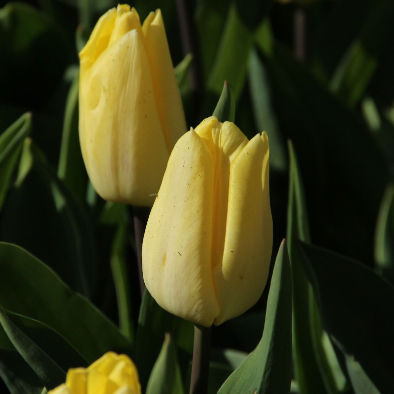 Tulipa 'Sunny Prince'