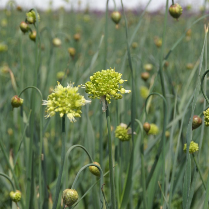 Allium obliquum