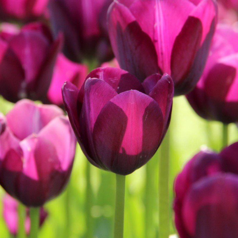 Tulipa 'Negrita'