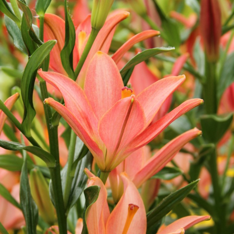 Lilium 'Little Kiss'