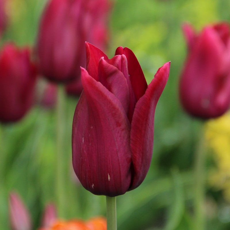 Tulipa 'Merlot'