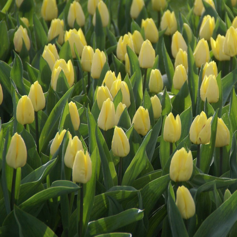 Tulipa 'Sunny Prince'