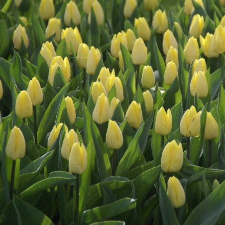 Tulipa 'Sunny Prince'