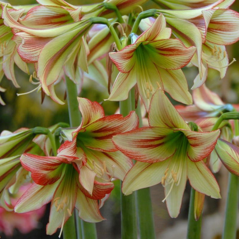 Hippeastrum 'Sonatini Viridi Rascal'
