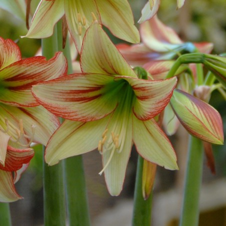 Hippeastrum 'Sonatini Viridi Rascal'