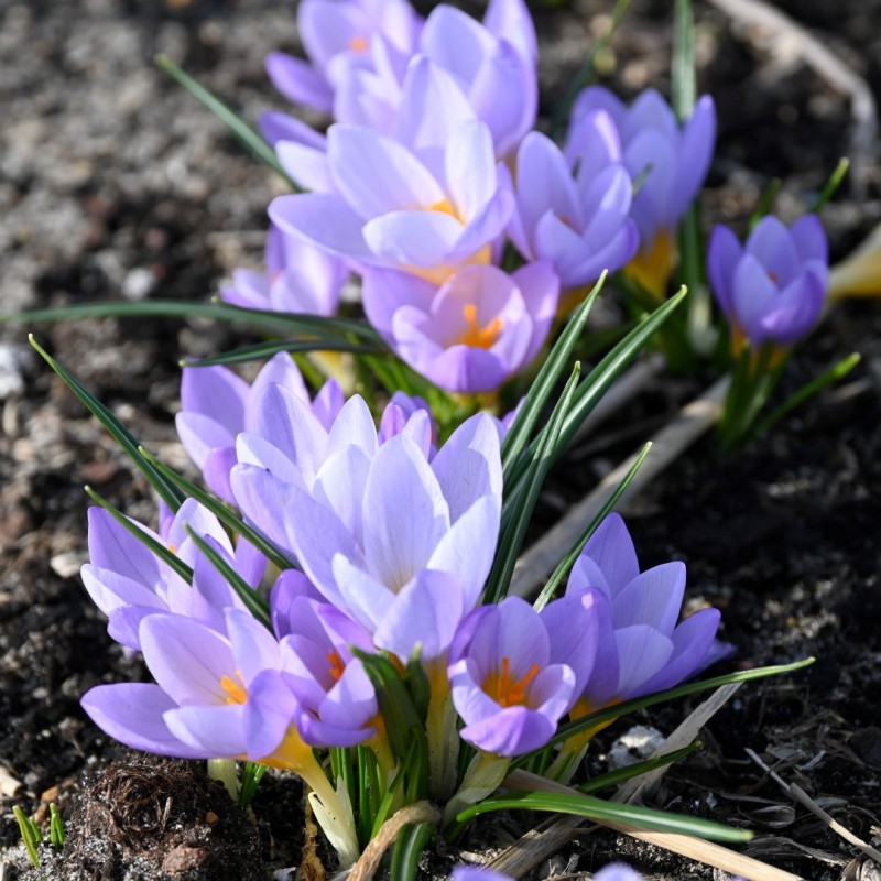 Crocus sieberi 'Firefly'