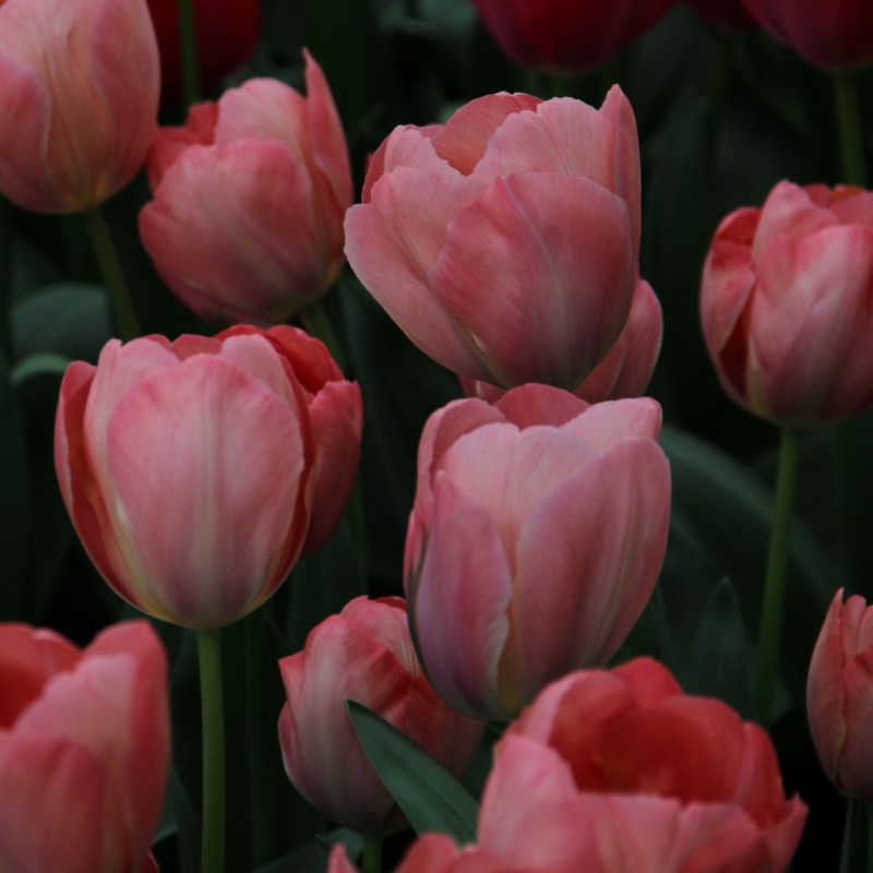Tulipa 'Mystic van Eijk'