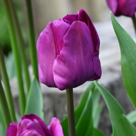 Tulipa 'Negrita'