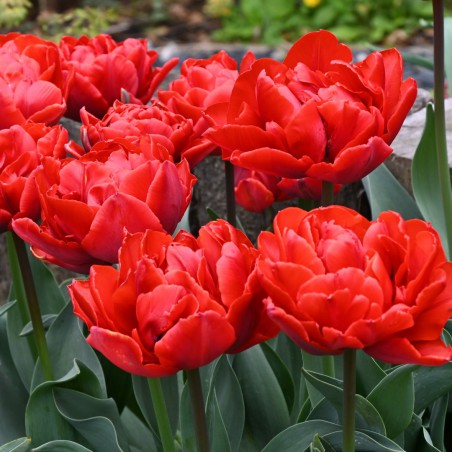 Tulipa 'Red Princess'