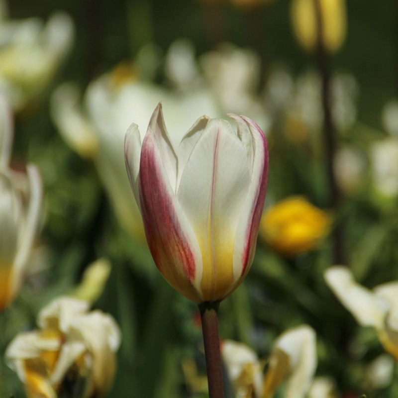 Tulipa 'Ice Stick'