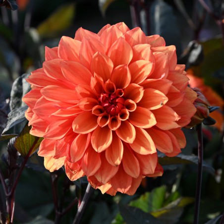 Dahlia 'Misses Trucella'