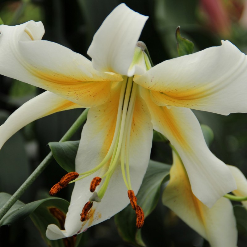 Lilium