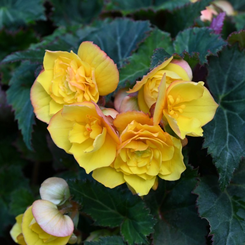 Begonia multiflora 'Goldfinch'