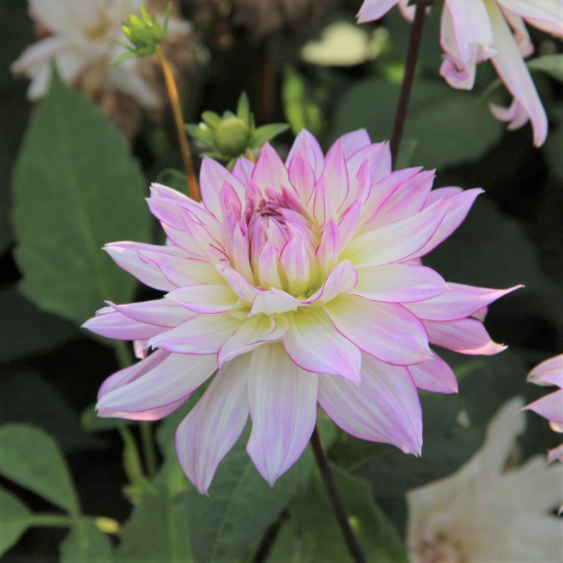 Dahlia 'Arbatax'