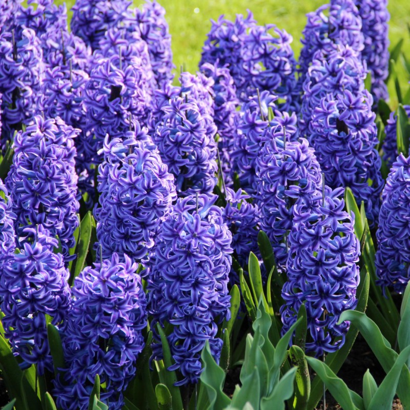 Hyacinthus 'Blue Jacket'