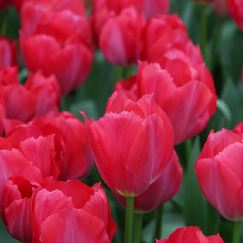 Tulipa 'Lady van Eijk'