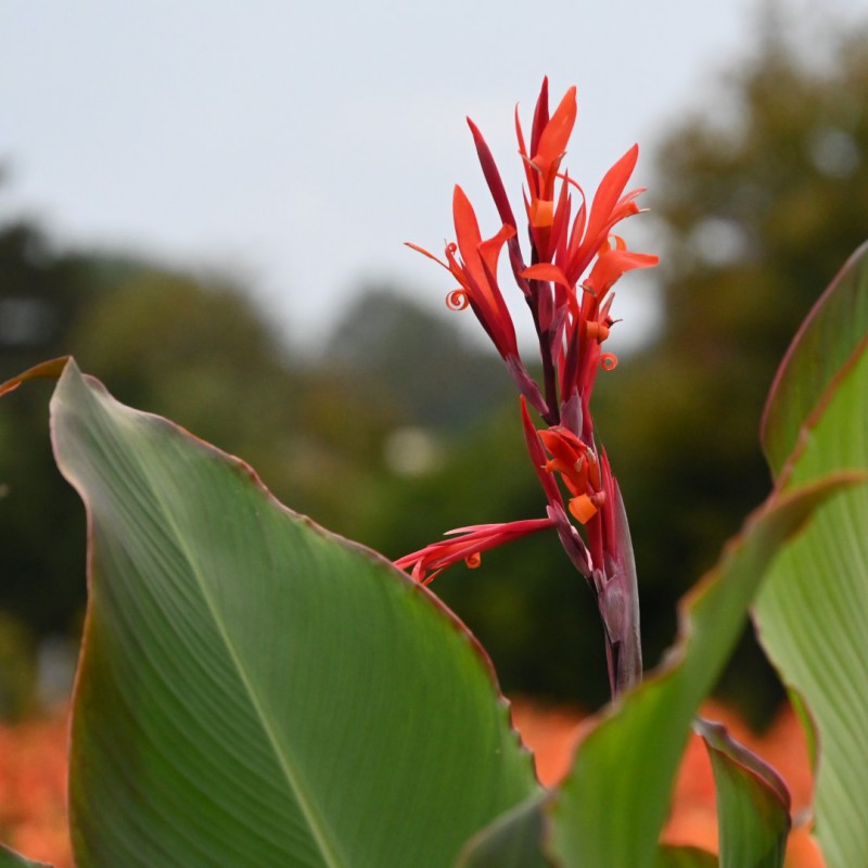 Canna edulis
