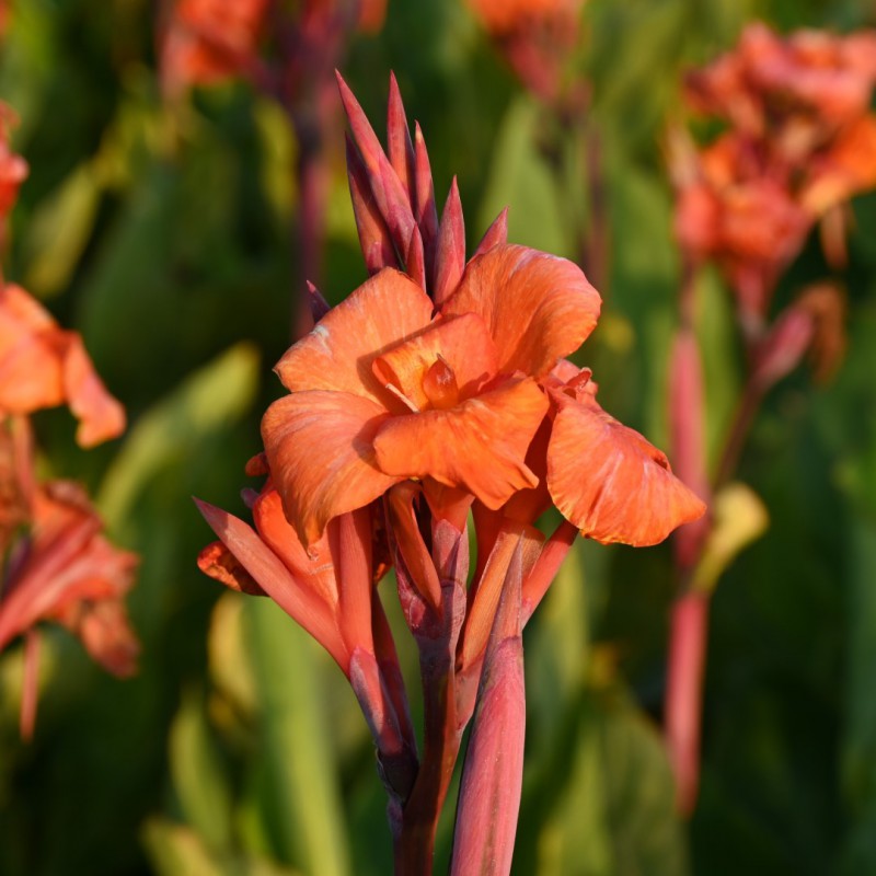 Canna 'Pretoria'
