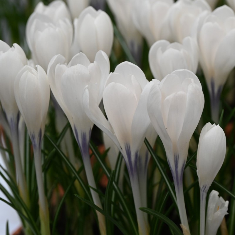 Crocus 'Ice Queen'