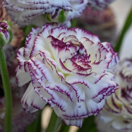 Ranunculus ELEGANCE® 'Bianco Striato'