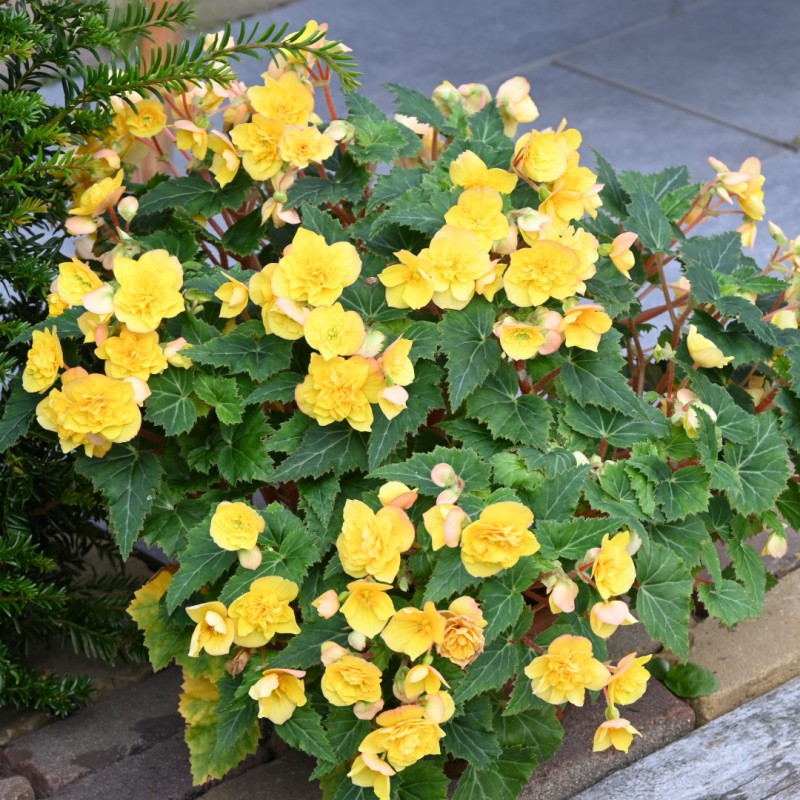 Begonia multiflora 'Goldfinch'